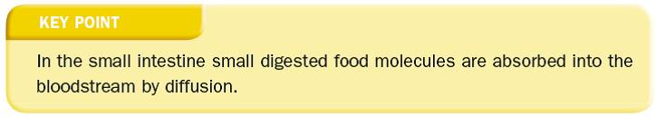 Absorption | gcse-revision, biology, physiology, digestion-absorption ...