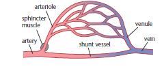 Blood vessels - A-Level Biology Revision